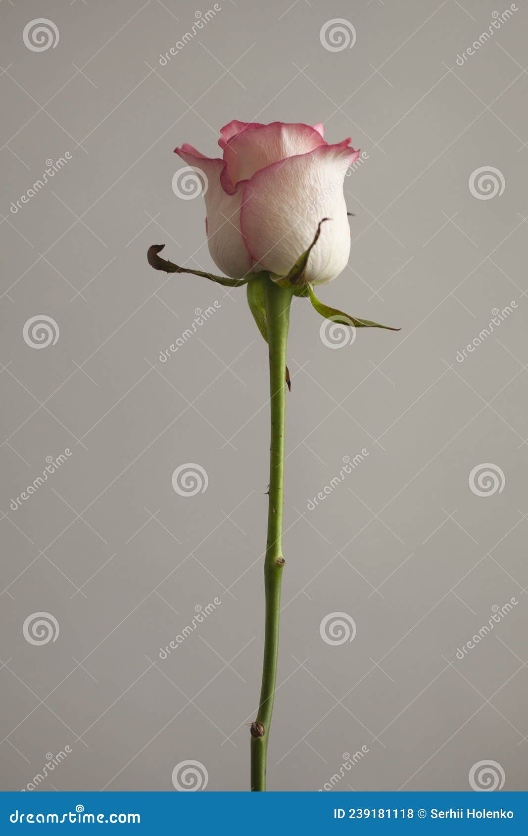 Beautiful Roses on a Plain Gray Background. Stock Photo - Image of gray ...