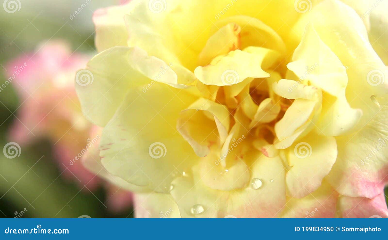 Beautiful Roses and Raindrops on Petals after the Rainfall Stock ...