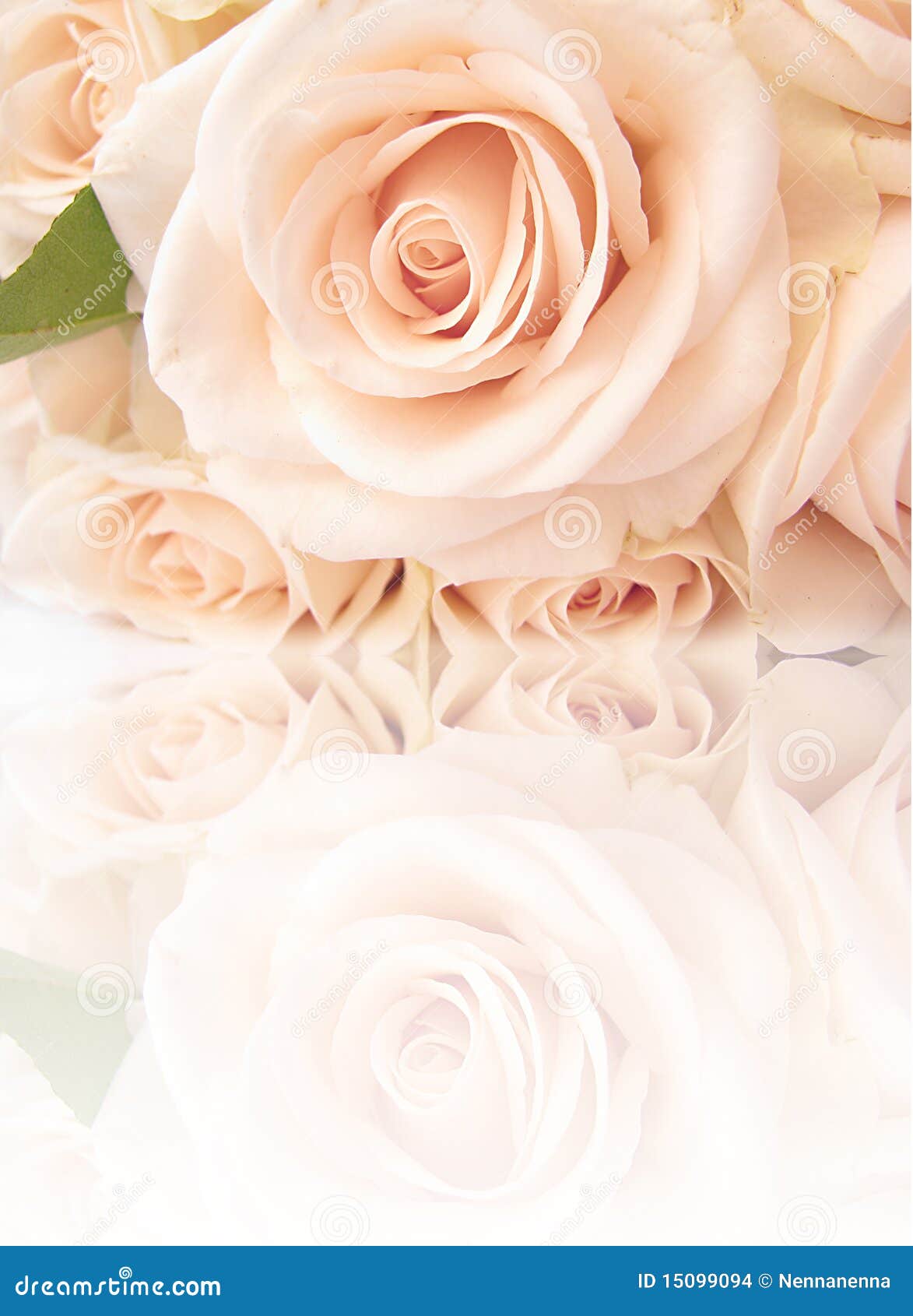Beautiful Roses with Reflection Stock Photo - Image of growing, fall ... Beautiful Roses with Reflection Stock Photo - Image of growing, fall ...