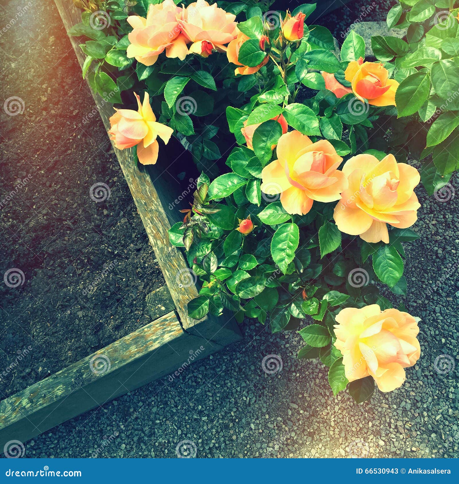 Beautiful Roses in Retro Light Stock Image - Image of blossoming ...