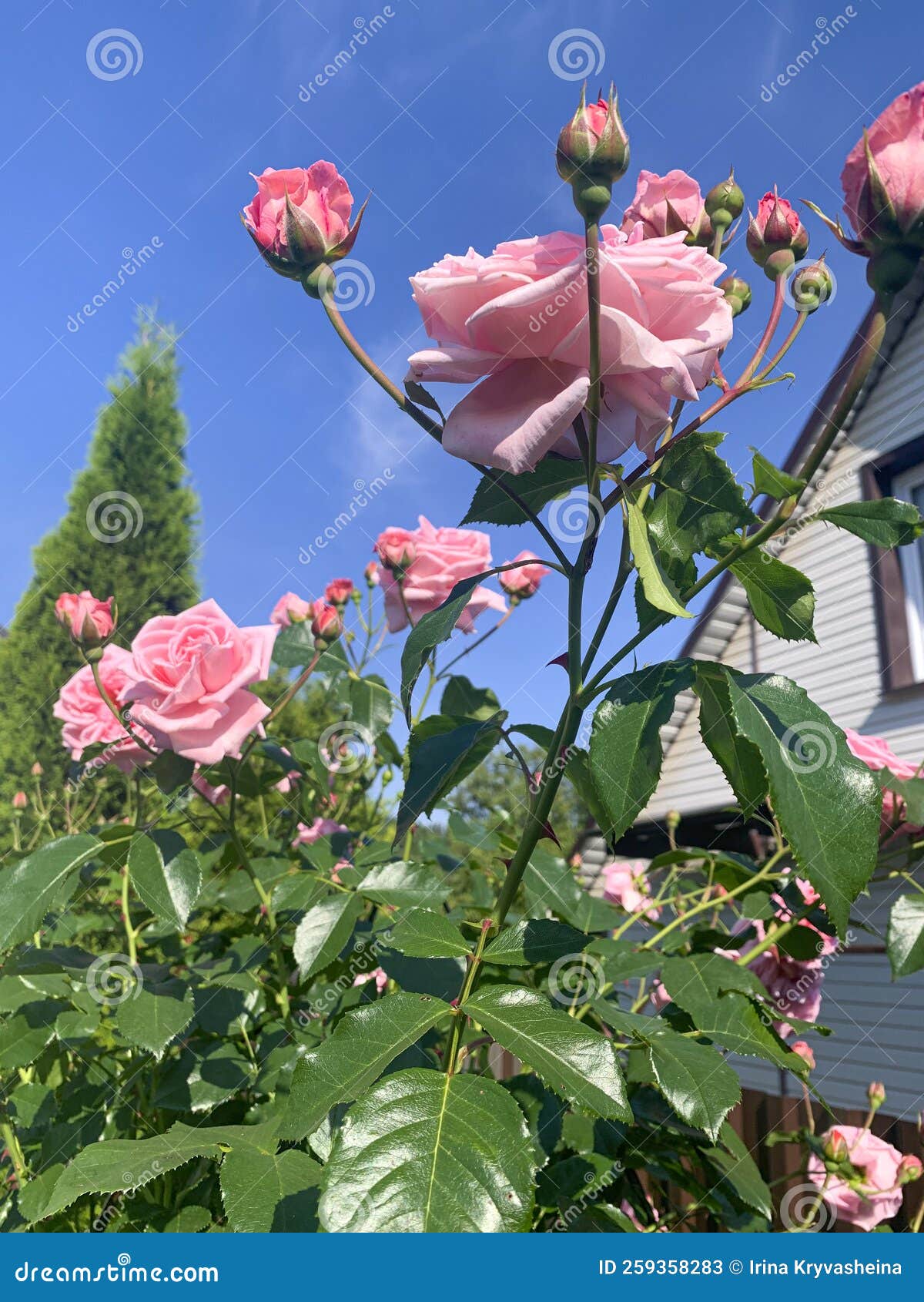 Beautiful Roses in Summer Garden. Studio Photo Stock Image - Image of ...