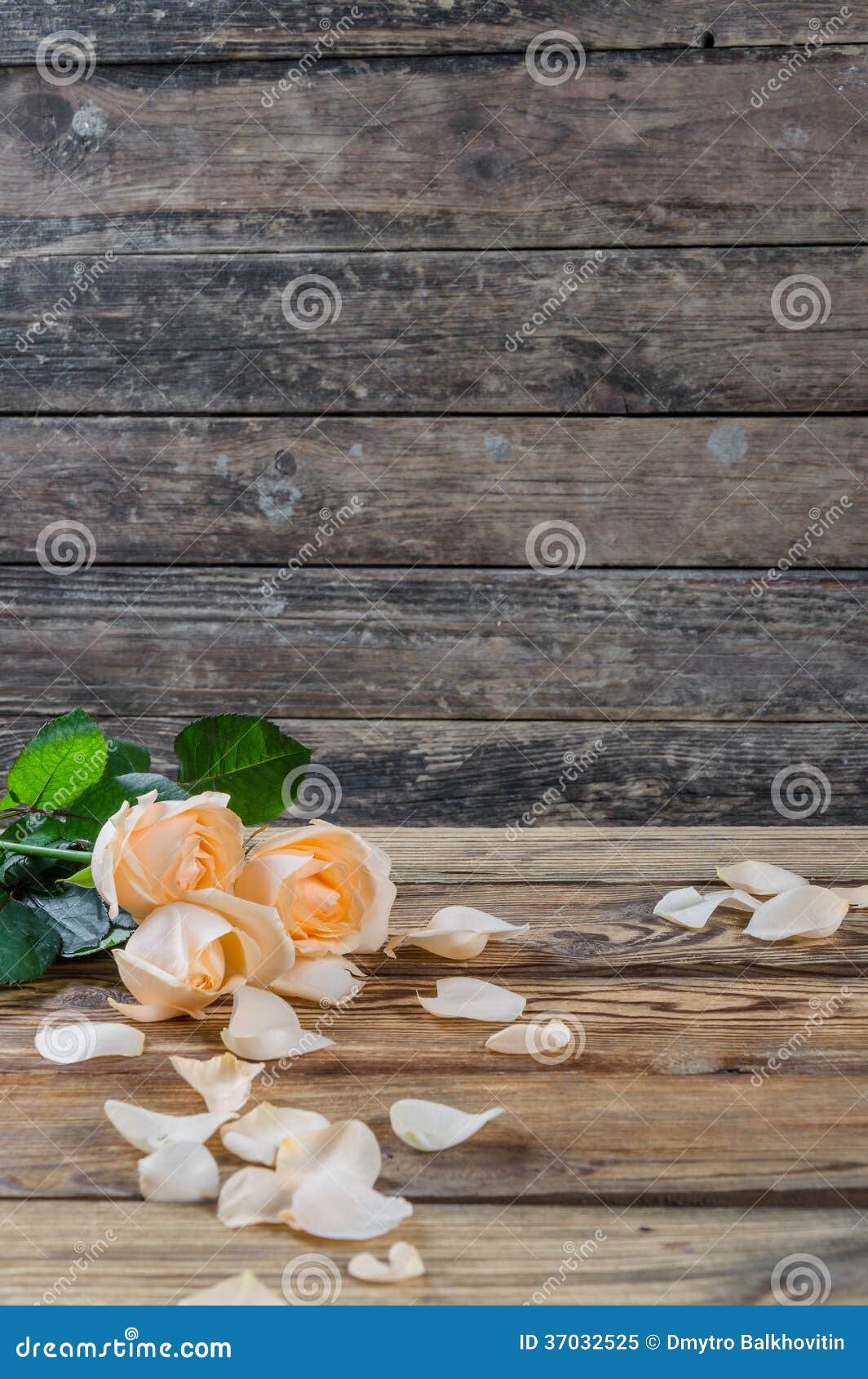 Beautiful roses on table stock image. Image of open, pink - 37032525