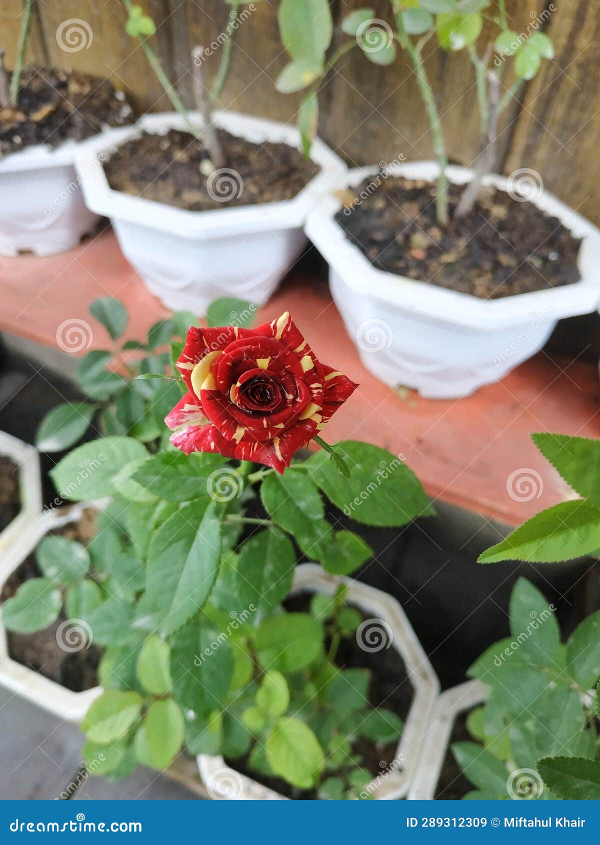 Beautiful Roses Two Tone Red and Yellow Stock Image - Image of roses ...