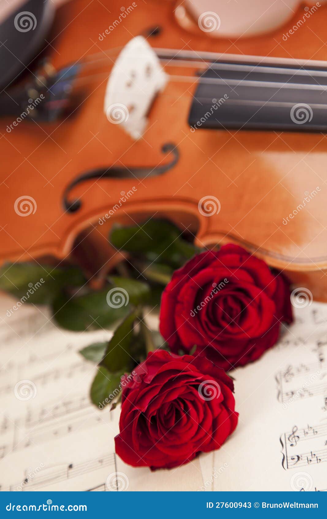 Beautiful Roses and Violin! Stock Image - Image of white, viola: 27600943