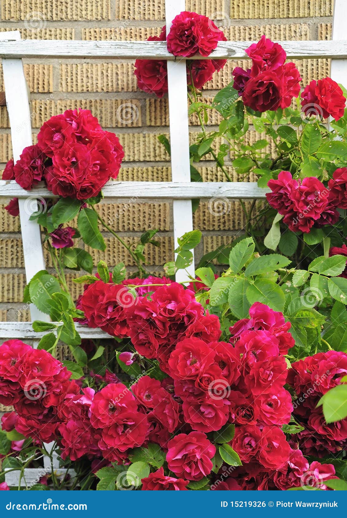 Beautiful roses wall stock photo. Image of blossoms, fragrance - 15219326