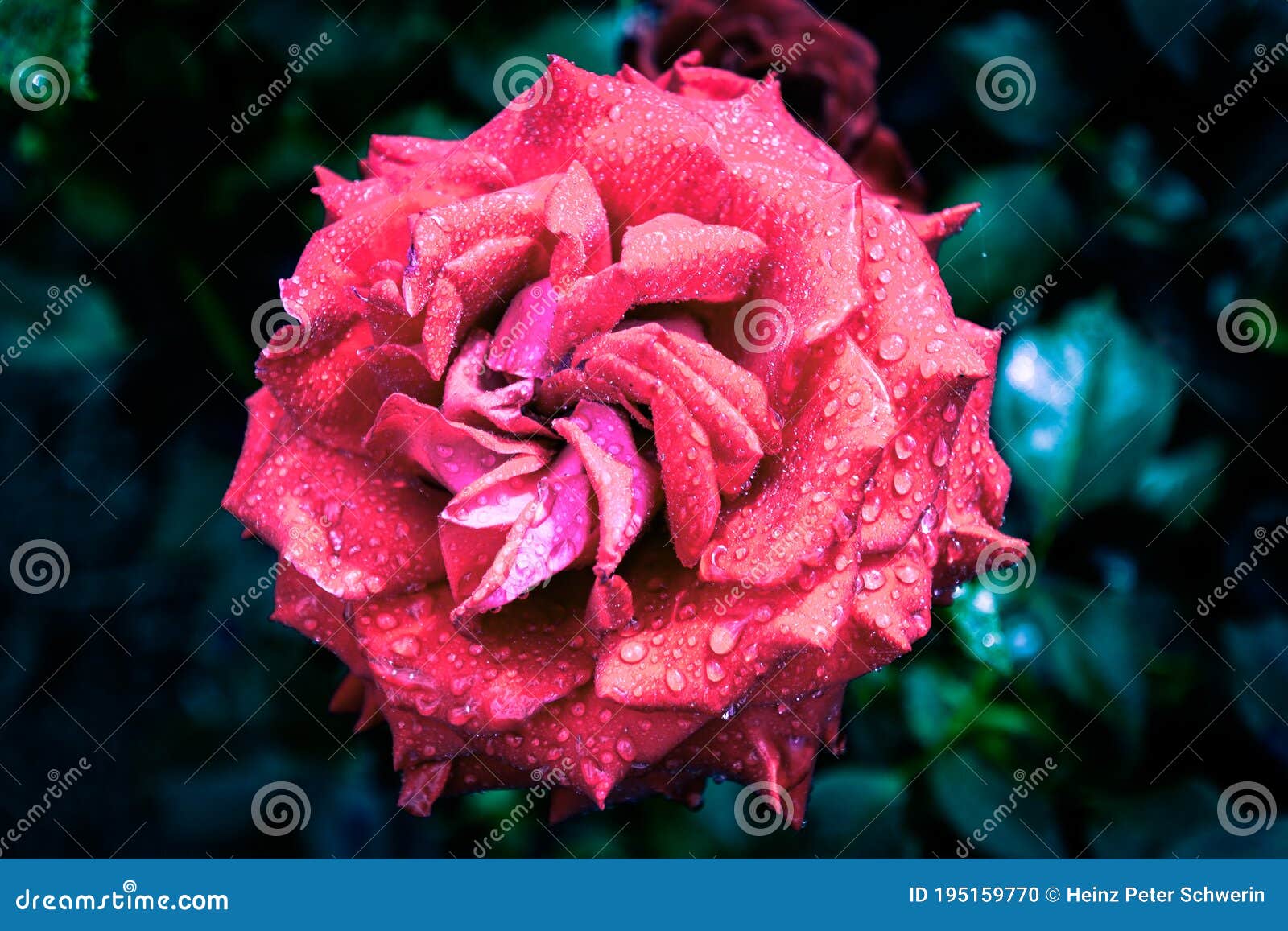 Beautiful Roses with Water Drops Stock Photo - Image of green, unique ...