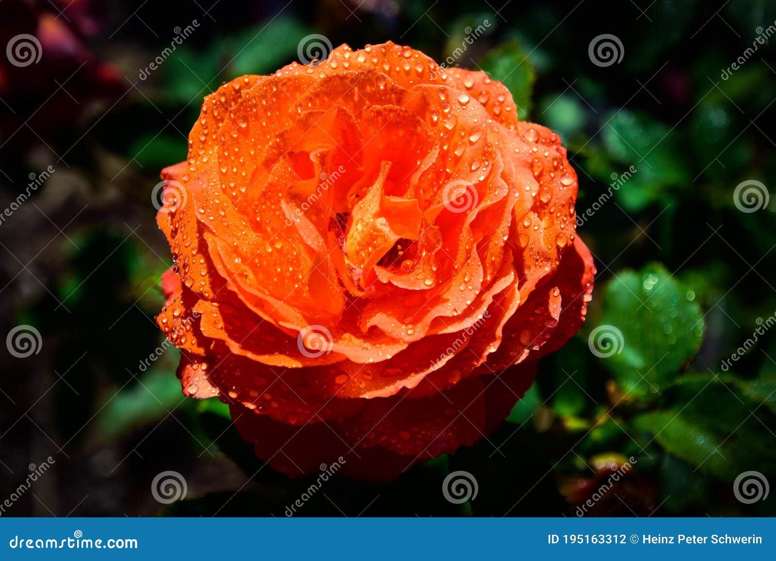 Beautiful Roses with Water Drops Stock Photo - Image of plants ...