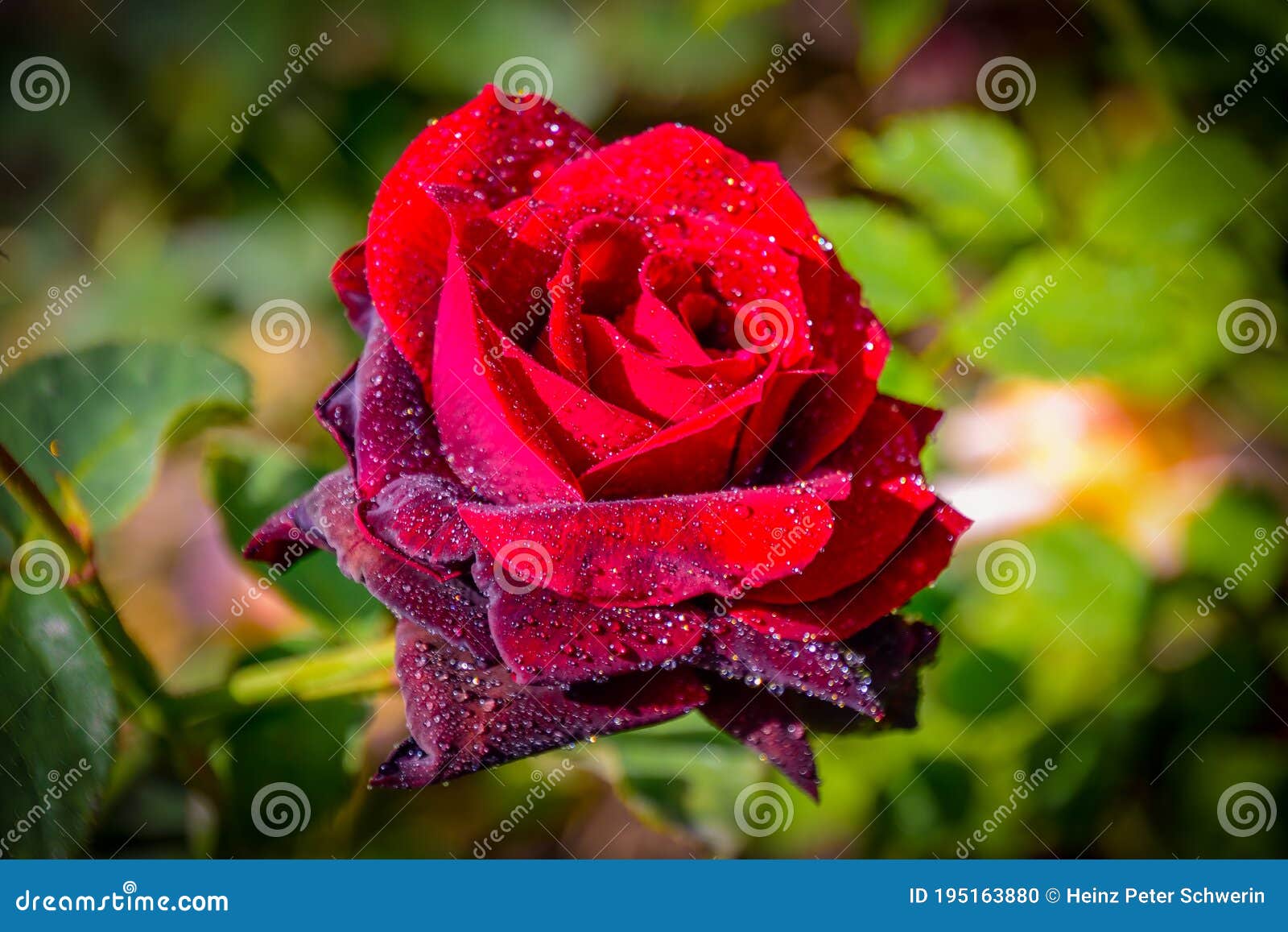 Beautiful Roses with Water Drops Stock Photo - Image of tone, green ...