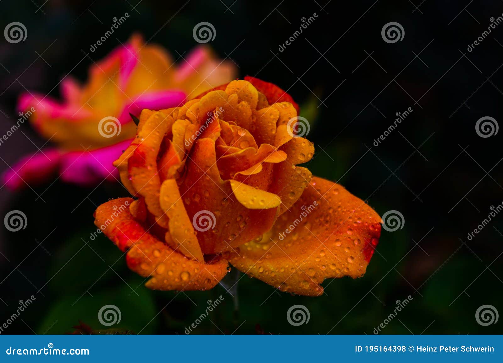 Beautiful Roses with Water Drops Stock Photo - Image of green, rose ...