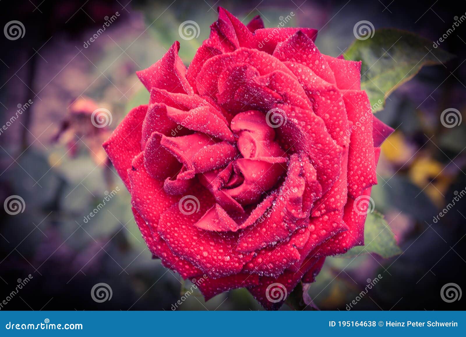 Beautiful Roses with Water Drops Stock Photo - Image of nature, blossom ...