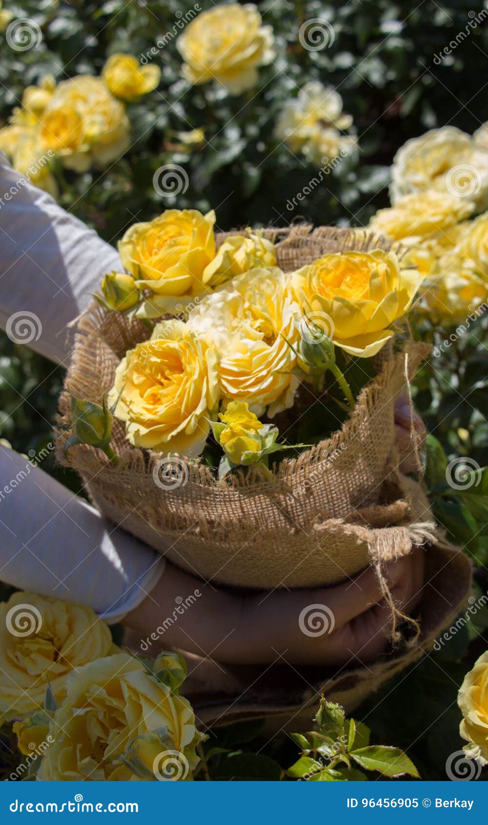 Beautiful Roses Wrapped with Canvas in Hand Stock Image - Image of ...
