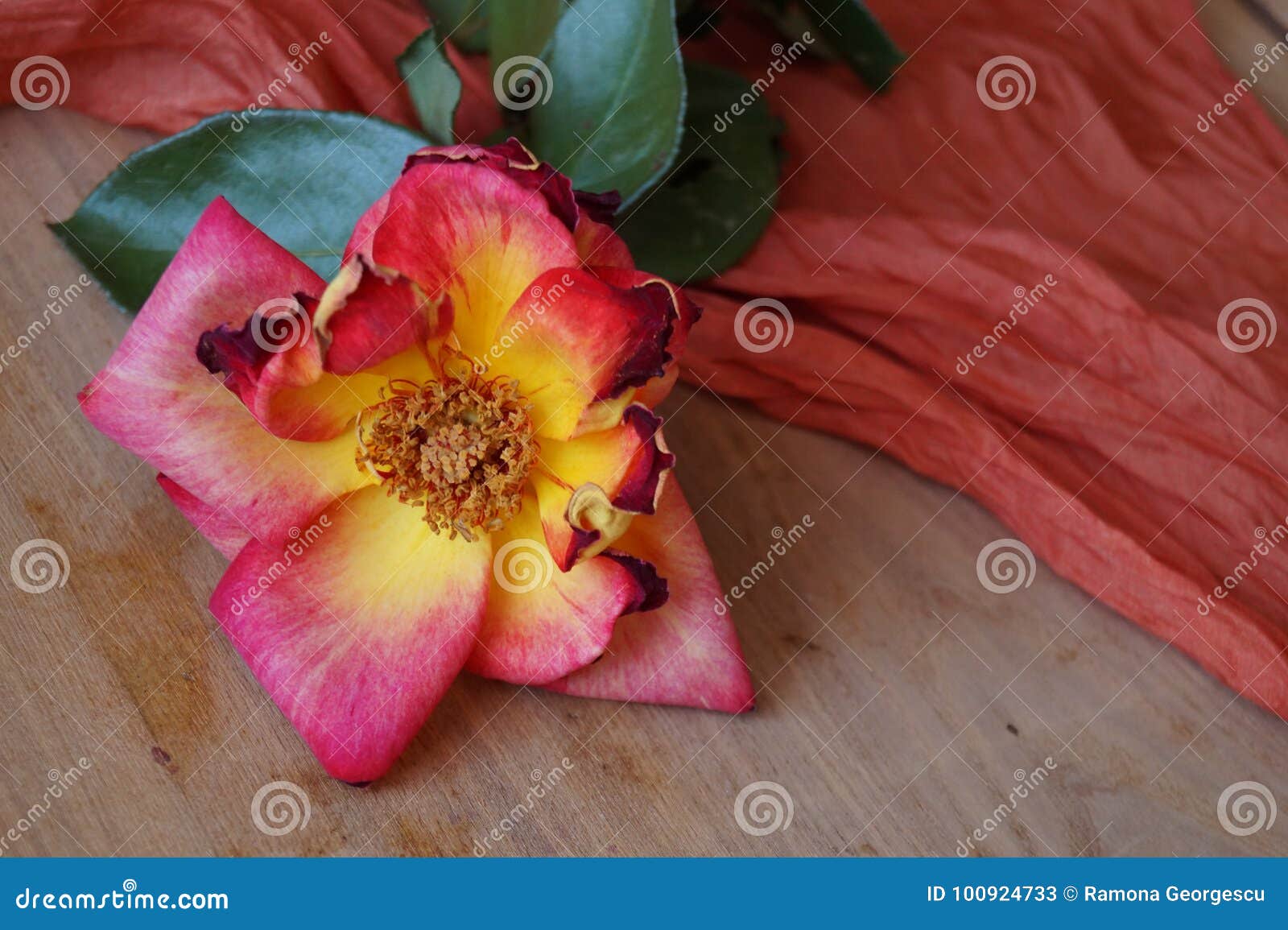 Beautiful rosy rose stock image. Image of romantic, petals - 100924733
