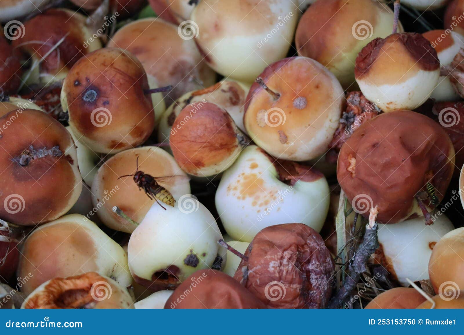 Beautiful But Rotten Chicken Dung Flowers Stock Photography ...