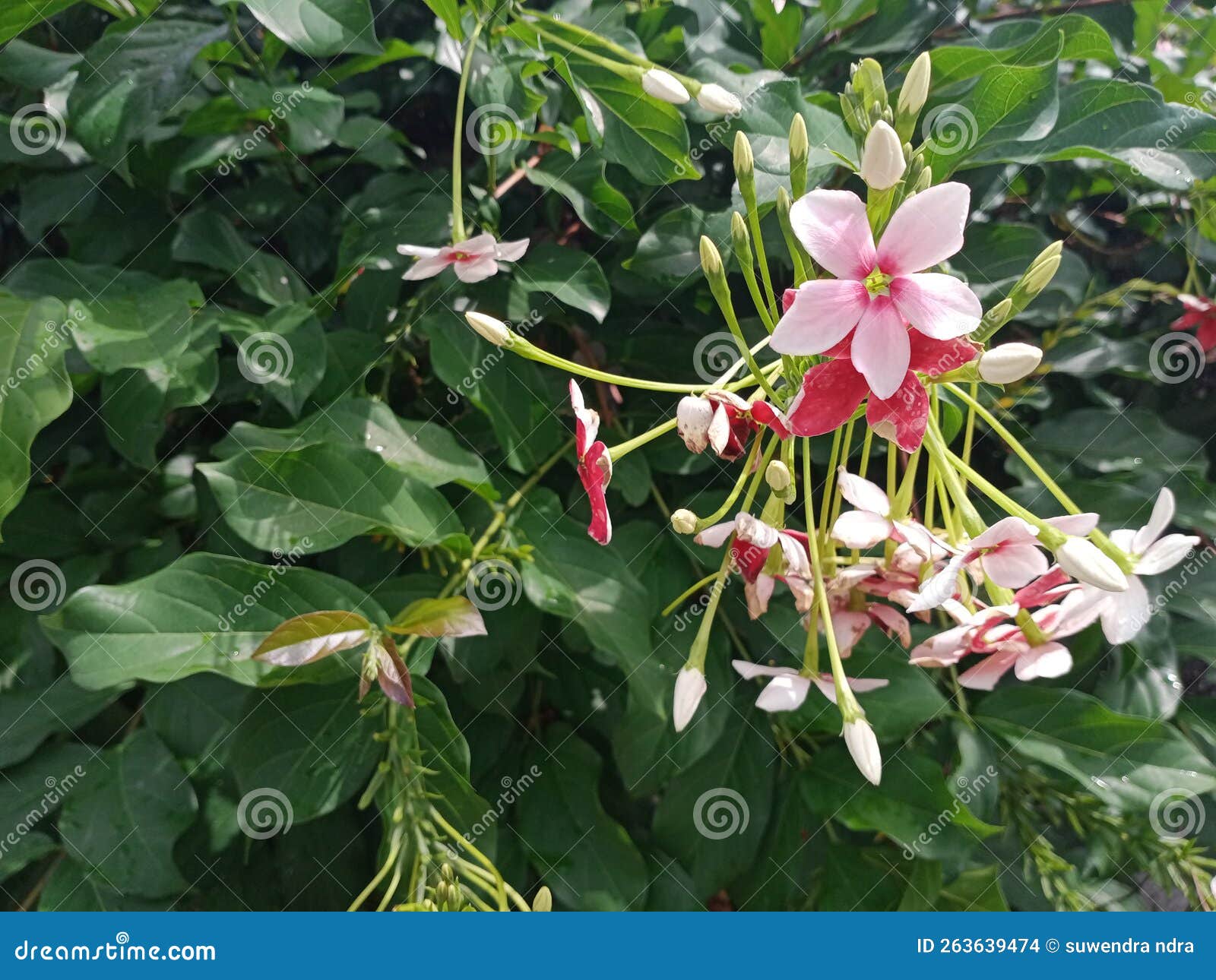 Beautiful but Rotten Chicken Dung Flowers Stock Photo - Image of petal ...
