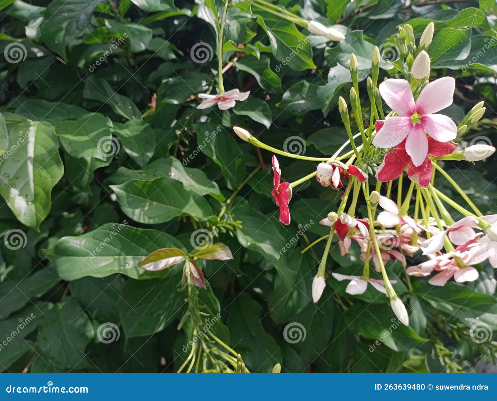 Rotten Chicken Stock Photography | CartoonDealer.com #37060820