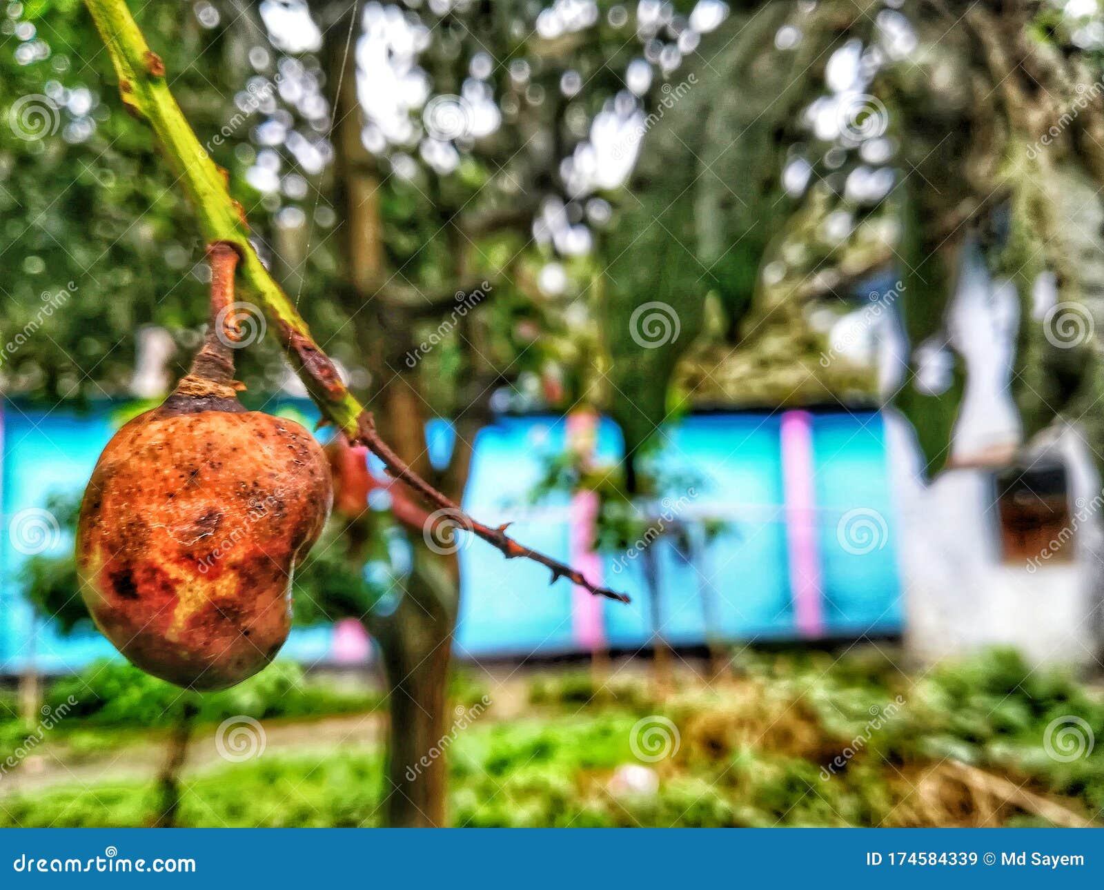 Rotten Mango Isolated On White Background With Clippingpath Stock Image ...