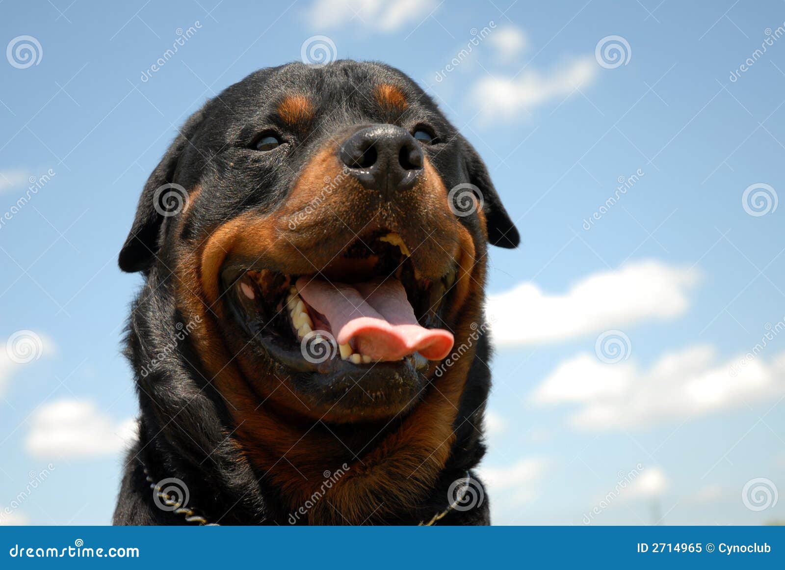 Beautiful rottweiler stock image. Image of cute, driss - 2714965