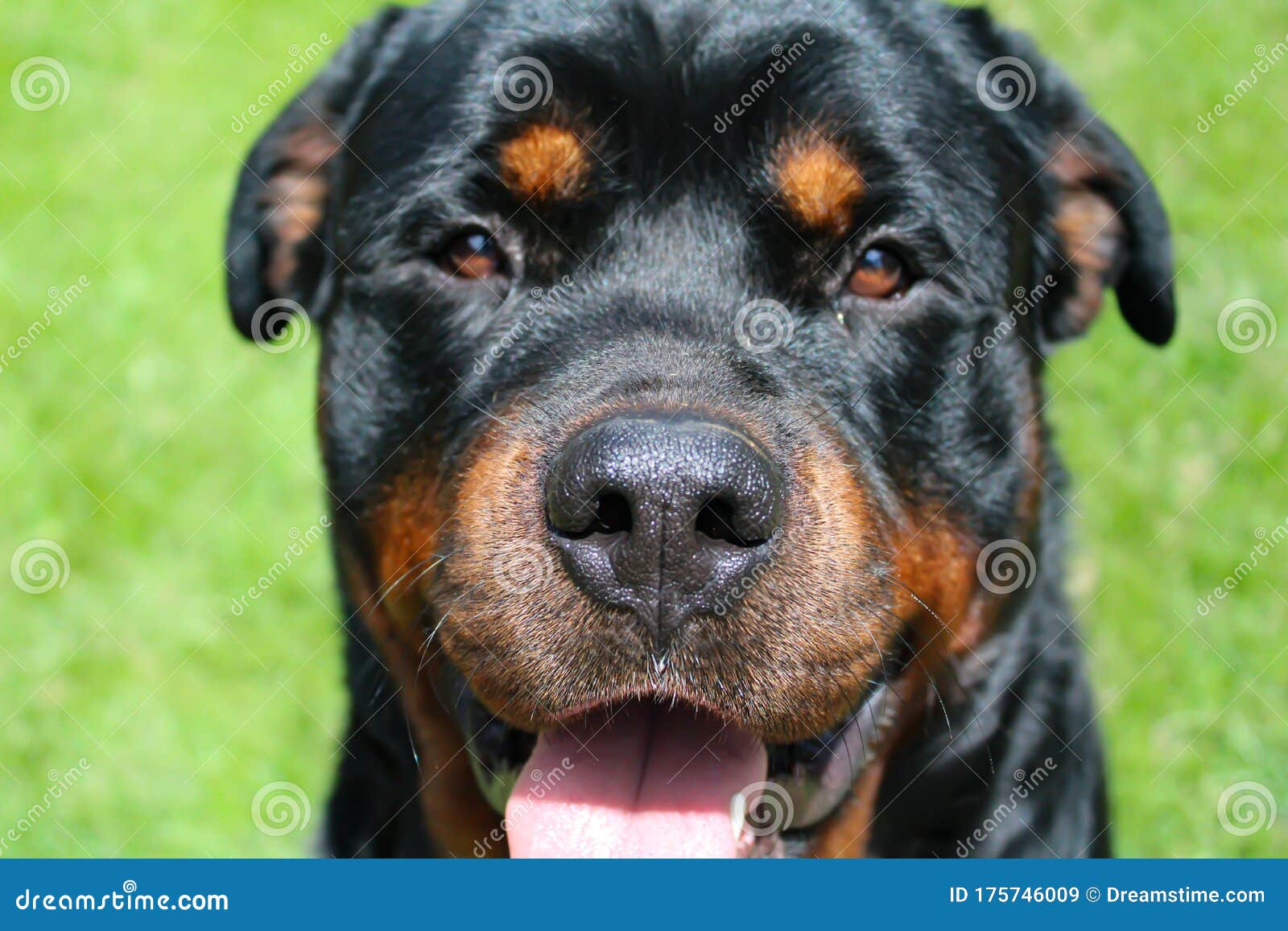 Beautiful Rottweiler Dog Looking at the Camera with Brown Eyes Stock ...