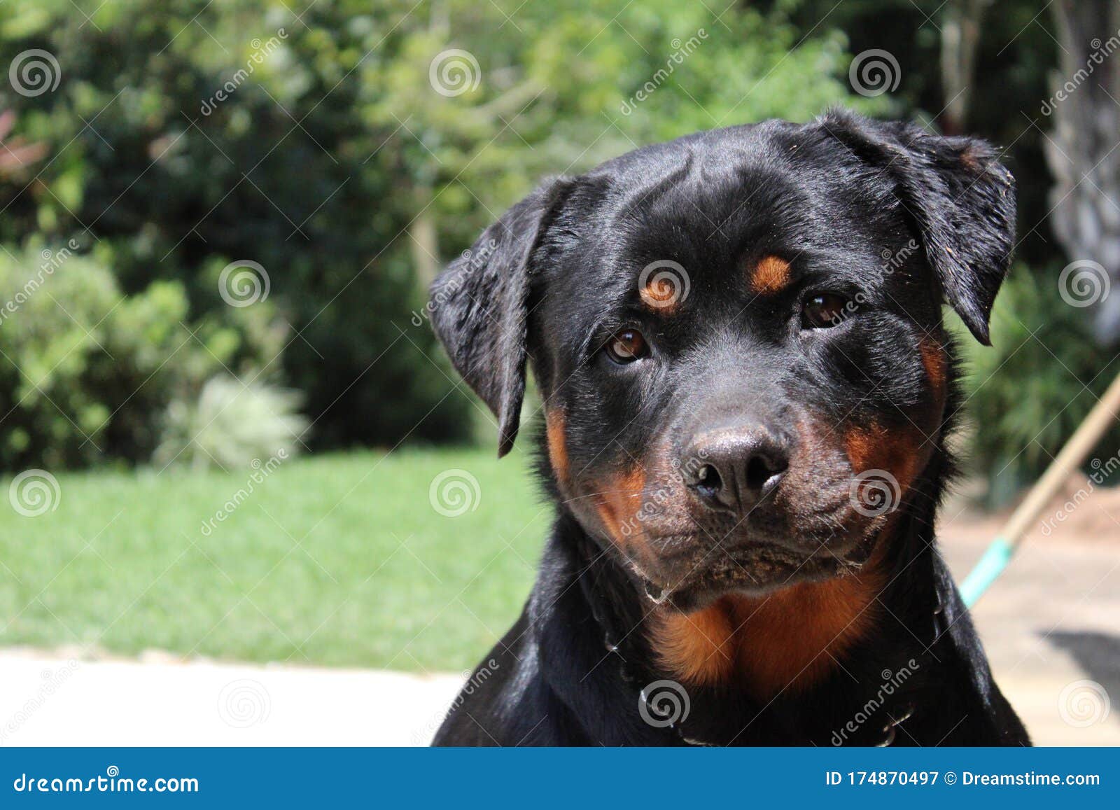 Beautiful Rottweiler Looking at the Camera Stock Image - Image of cutie ...