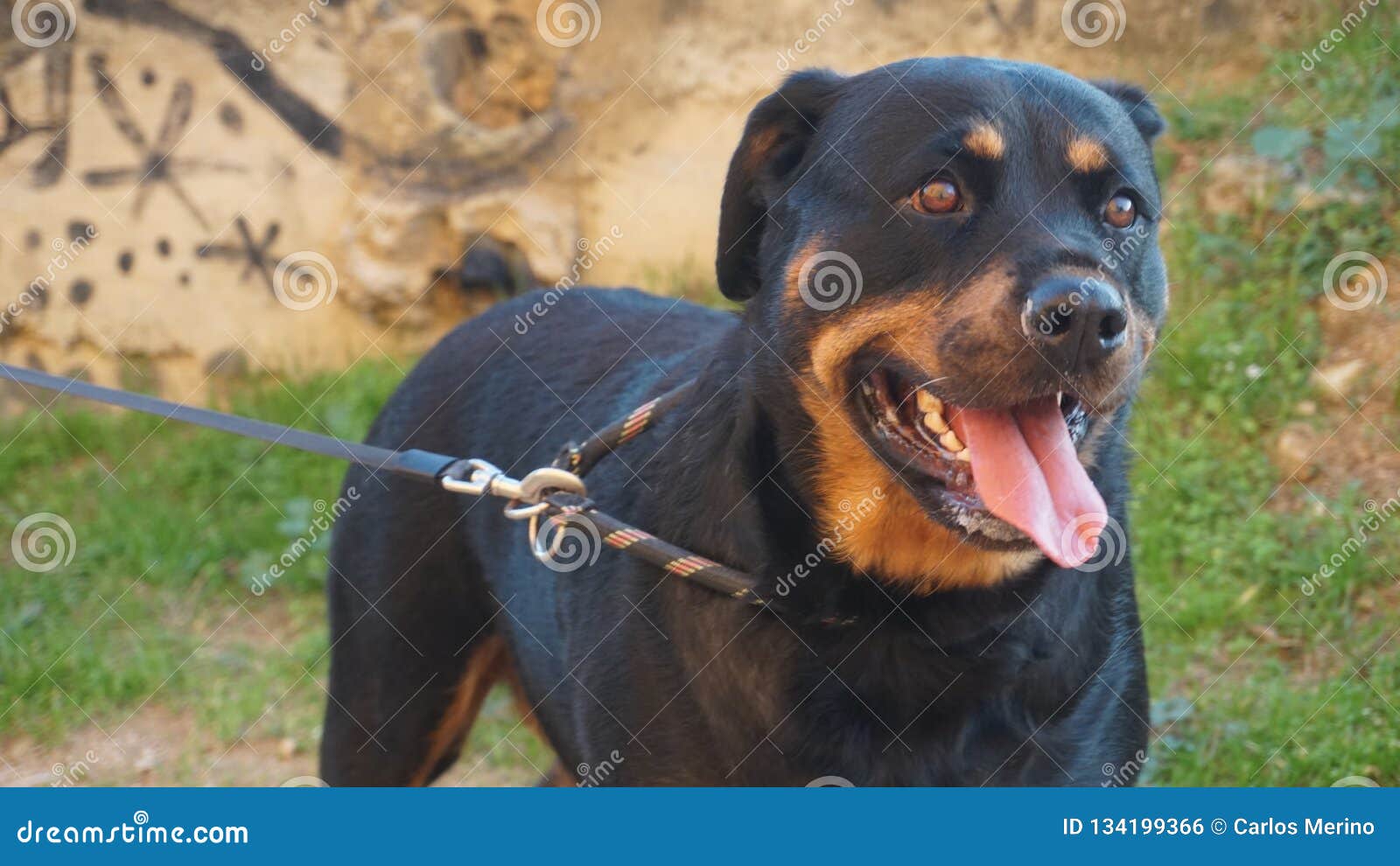 Beautiful Rottweiler Posing Stock Photo - Image of background, wound ...