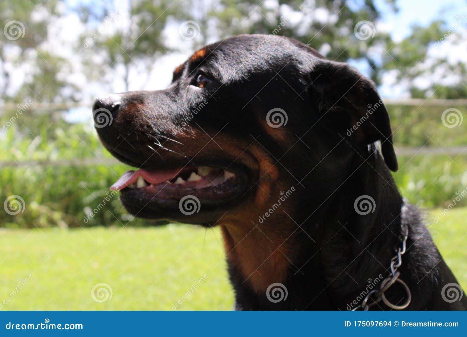 Beautiful Rottweiler Smiling and Happy Stock Photo - Image of love ...