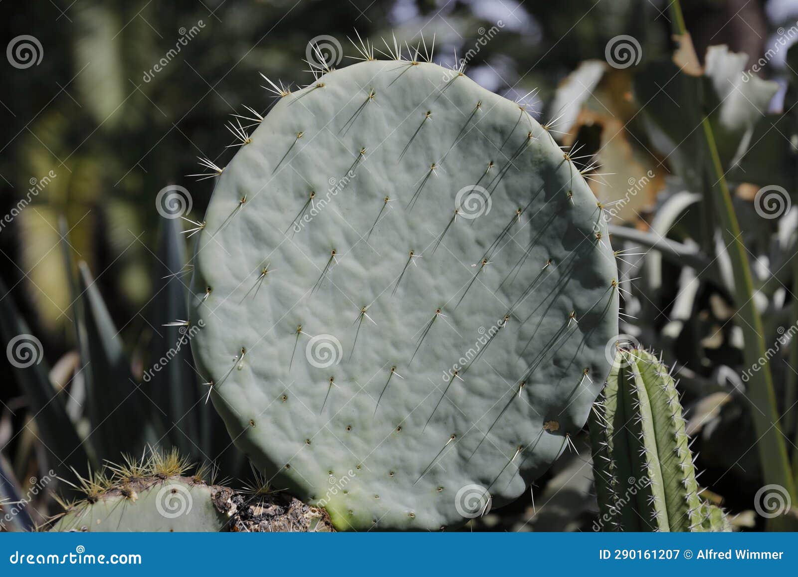 A Beautiful Round Cactus Part with Sharp Spines Stock Image - Image of ...