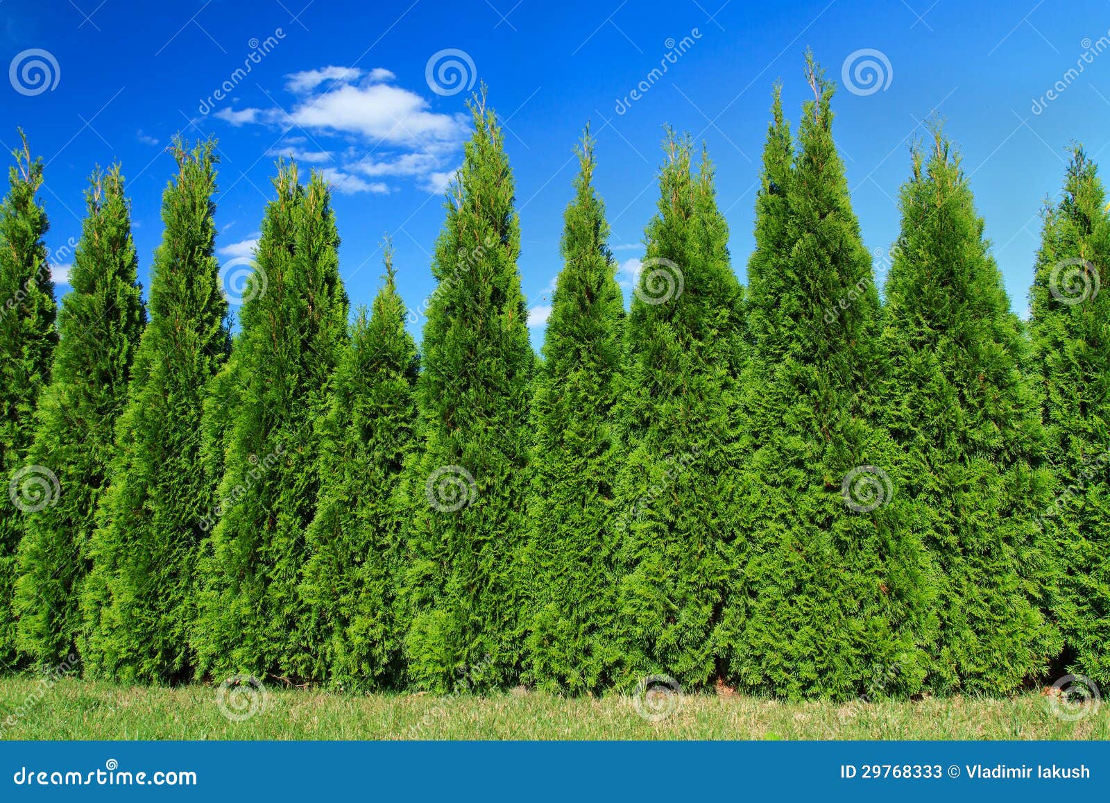 Cypresses stock image. Image of backgrounds, cypress - 29768333