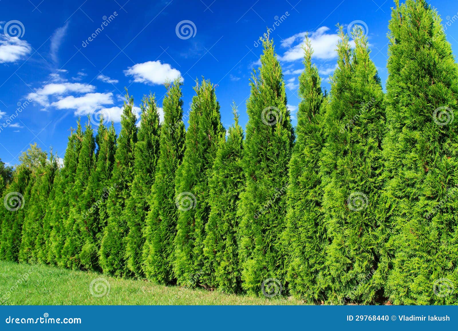 Cypresses stock photo. Image of lawn, green, nature, plants - 29768440