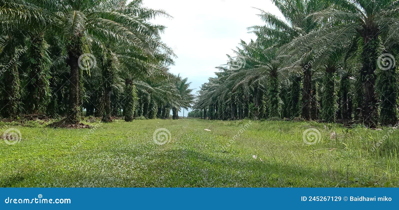 Beautiful Row of Palm Trees Stock Image - Image of meadow, agriculture ...