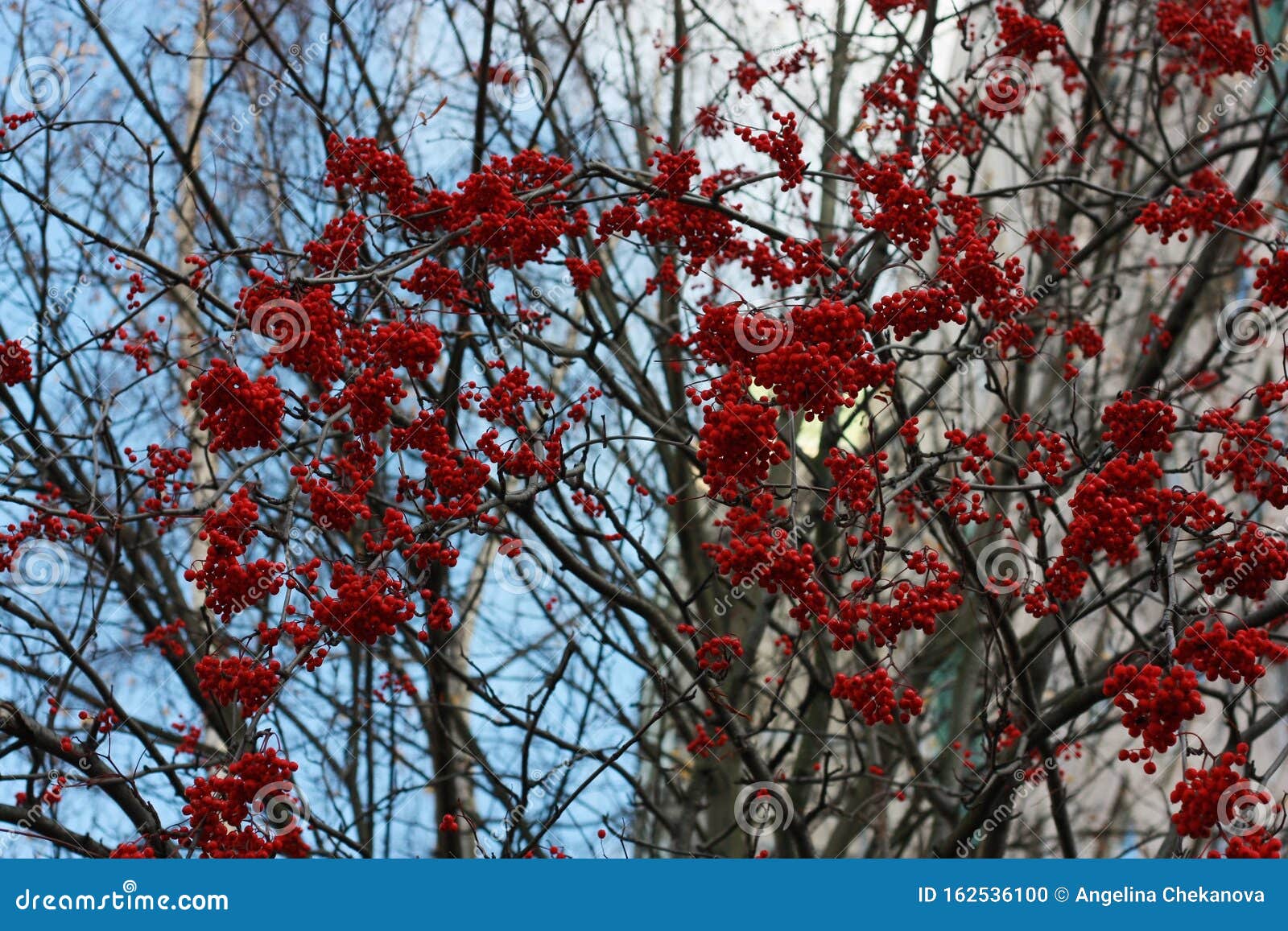 Beautiful Rowan Tree in the Park View Stock Photo - Image of rowan ...