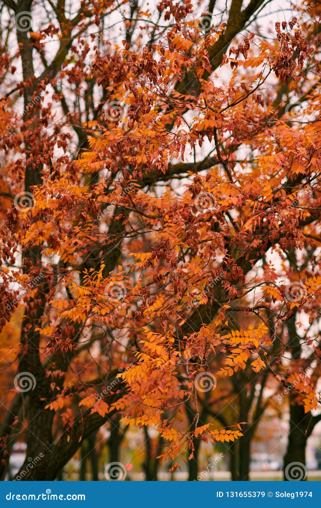Beautiful Rowan Trees in the Autumn Season Stock Image - Image of ...