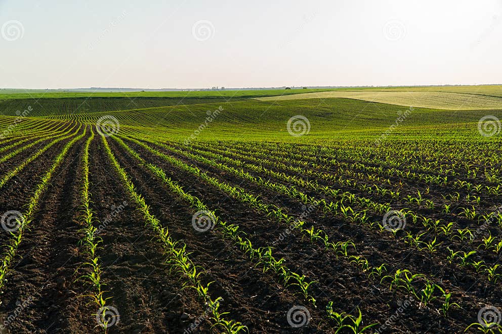 Beautiful Rows of Corn. Beautiful Corn Plants Grow in the Ground Stock ...