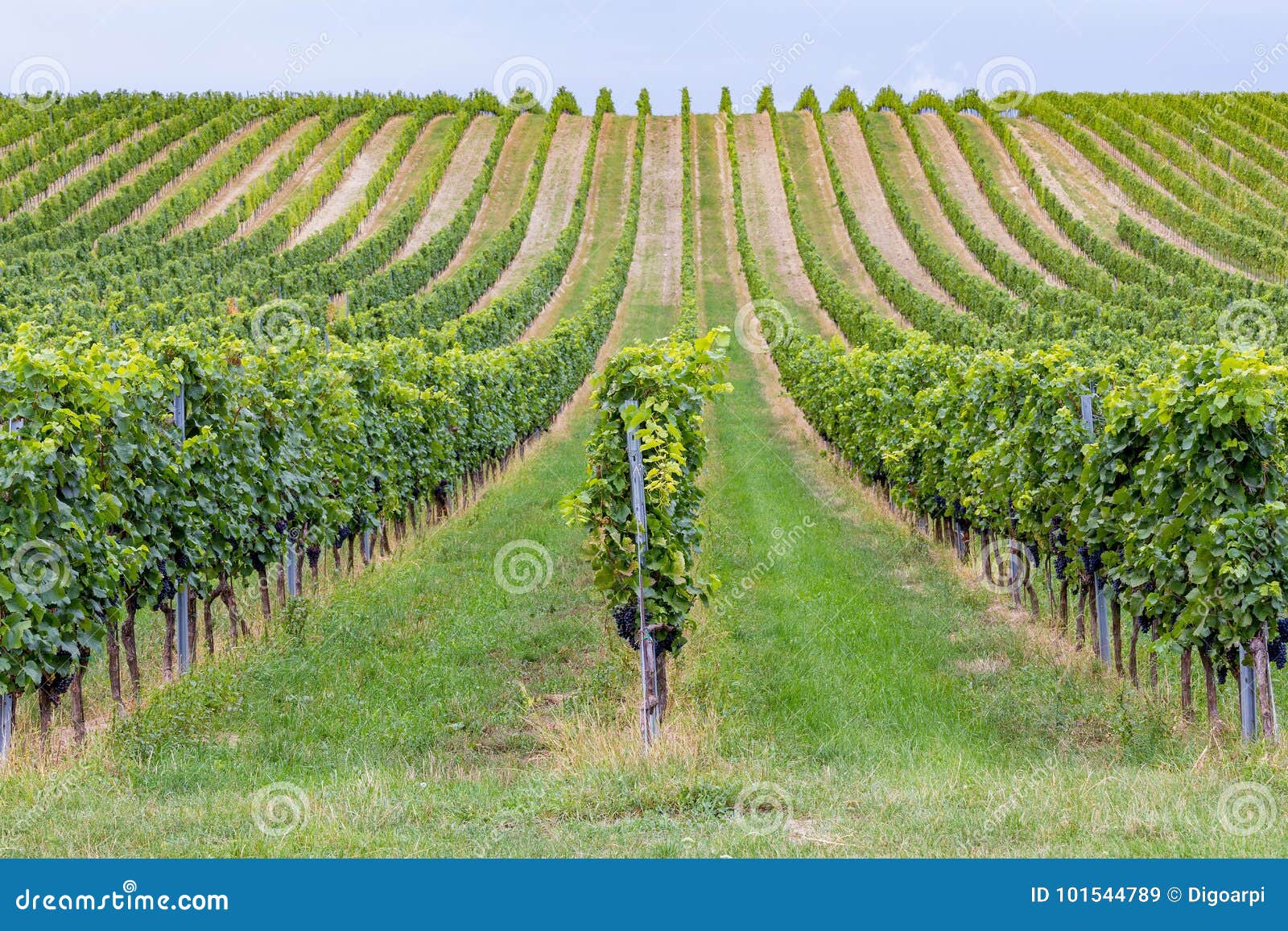 Beautiful Rows of Grapes before Harvesting Stock Image - Image of ...
