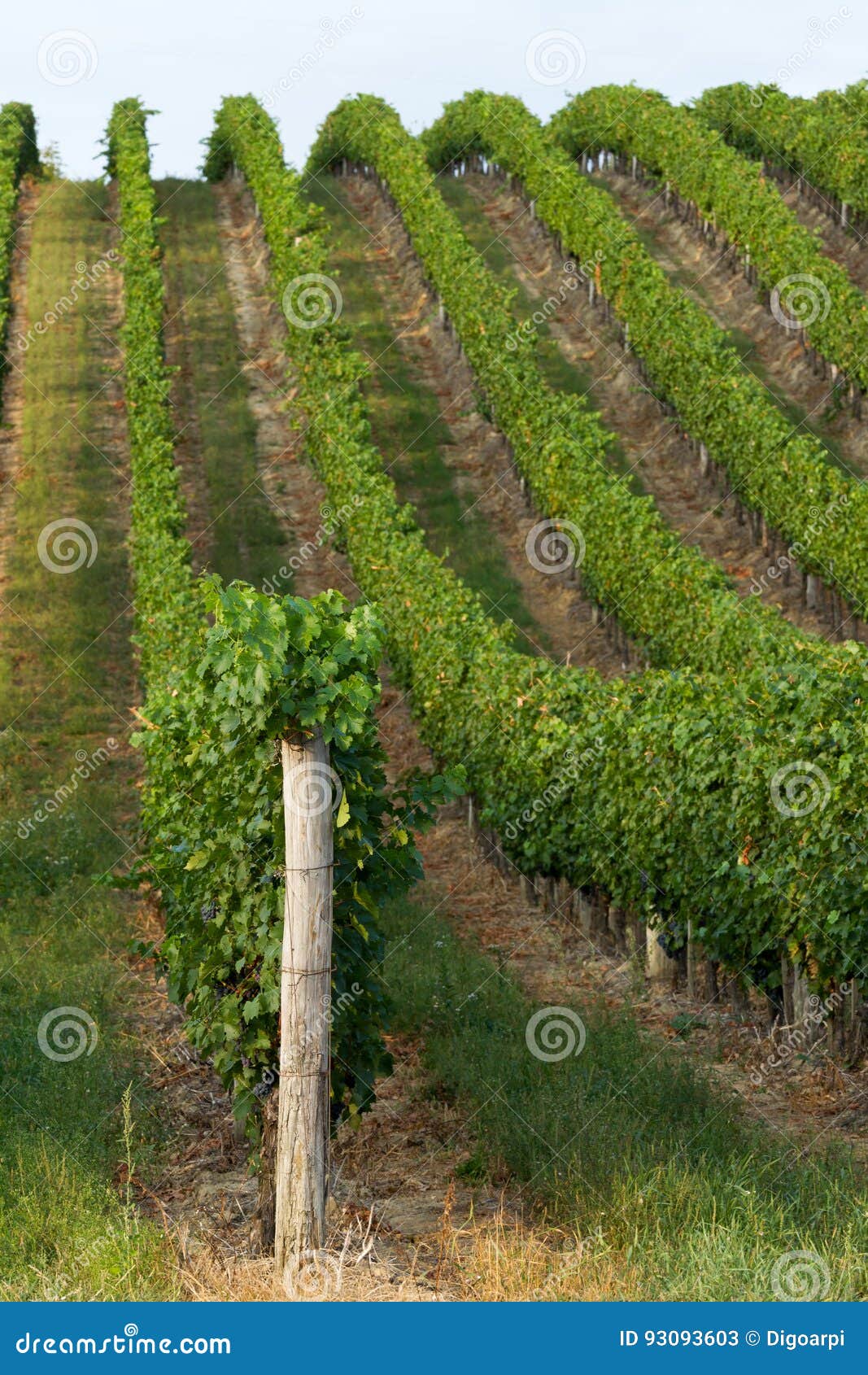 Beautiful Rows of Grapes from Hungary Stock Image - Image of fresh ...