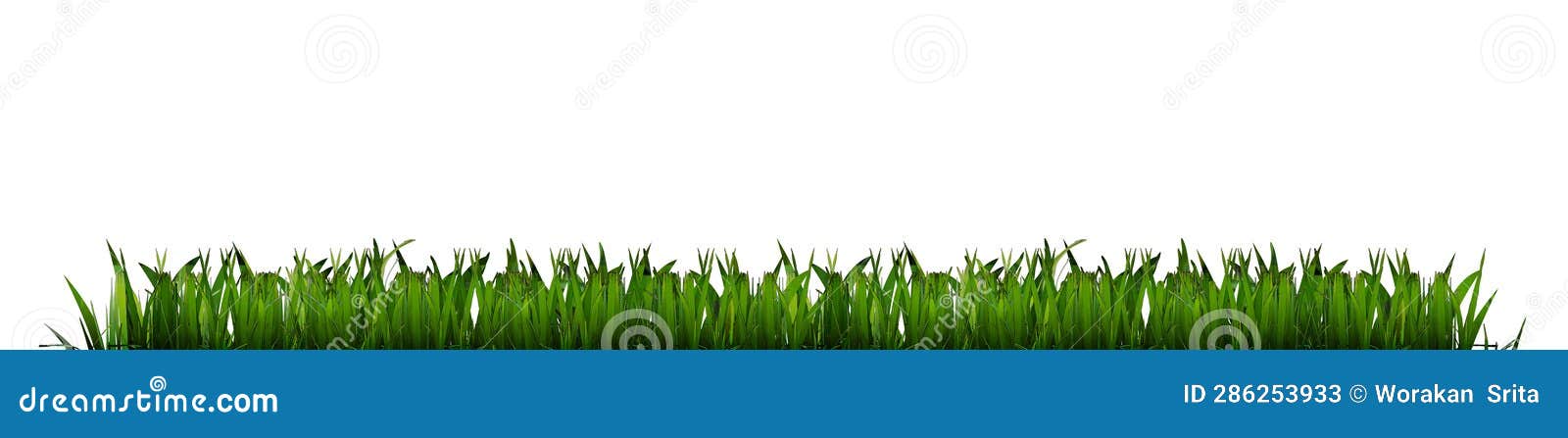 Beautiful Rows of Grass for Use in Editing. Isolated on White ...