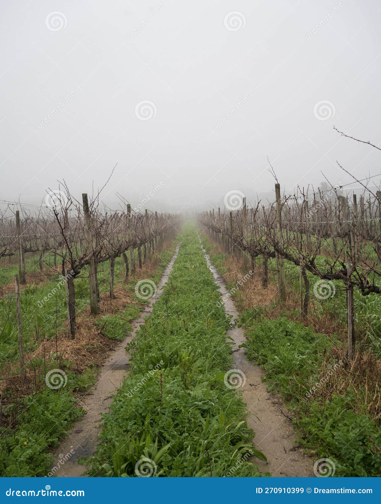 Beautiful Rows of Winter Grape Vines Leading Away in the Background ...