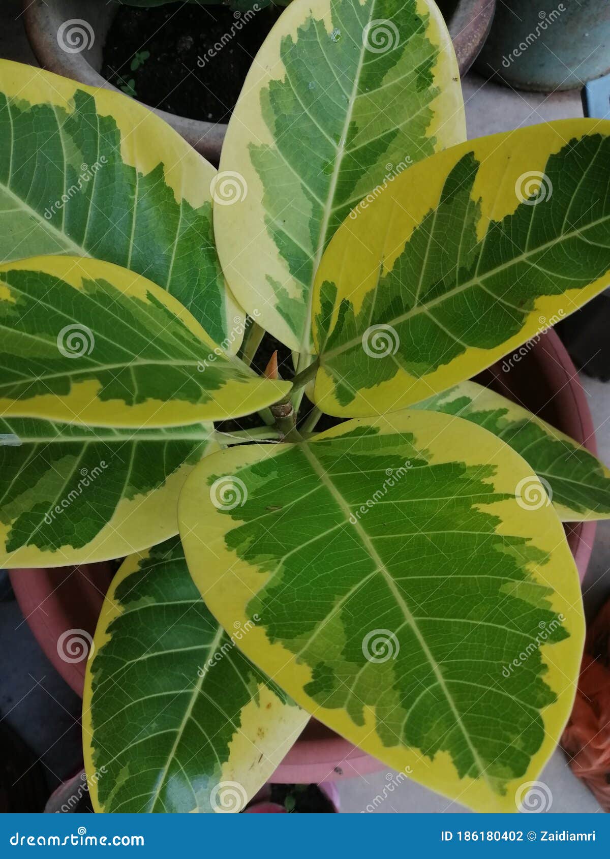 A Beautiful Rubber Fig Plant or Ficus Elastica Stock Photo - Image of ...