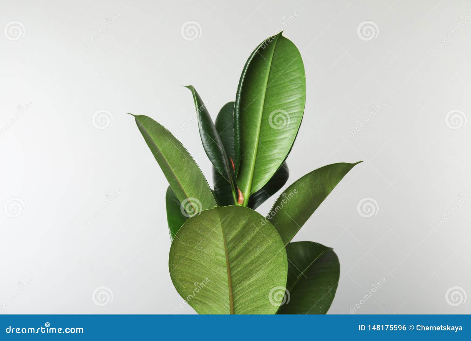 Beautiful Rubber Plant on White. Home Decor Stock Photo - Image of ...