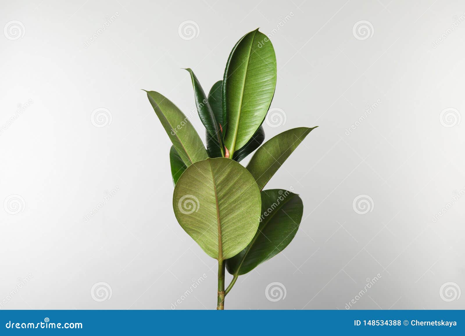 Beautiful Rubber Plant on White Background. Stock Photo - Image of ...