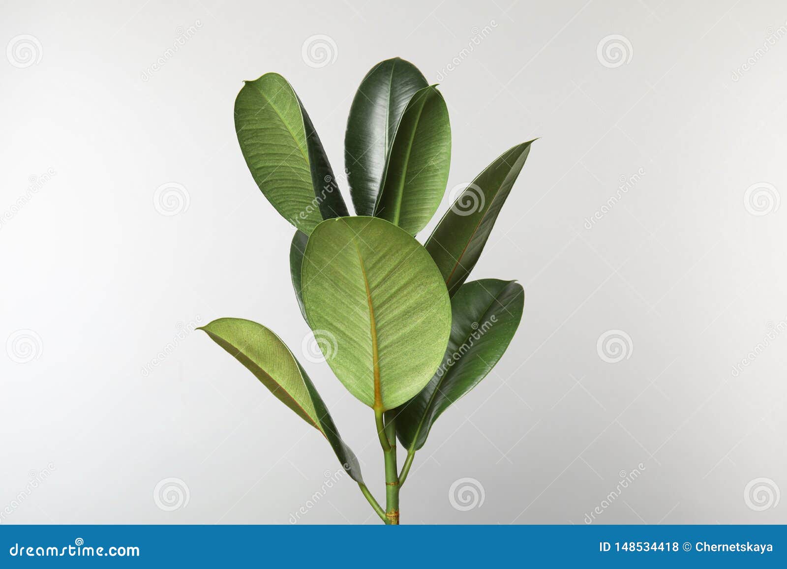 Beautiful Rubber Plant on White Background. Stock Photo - Image of ...