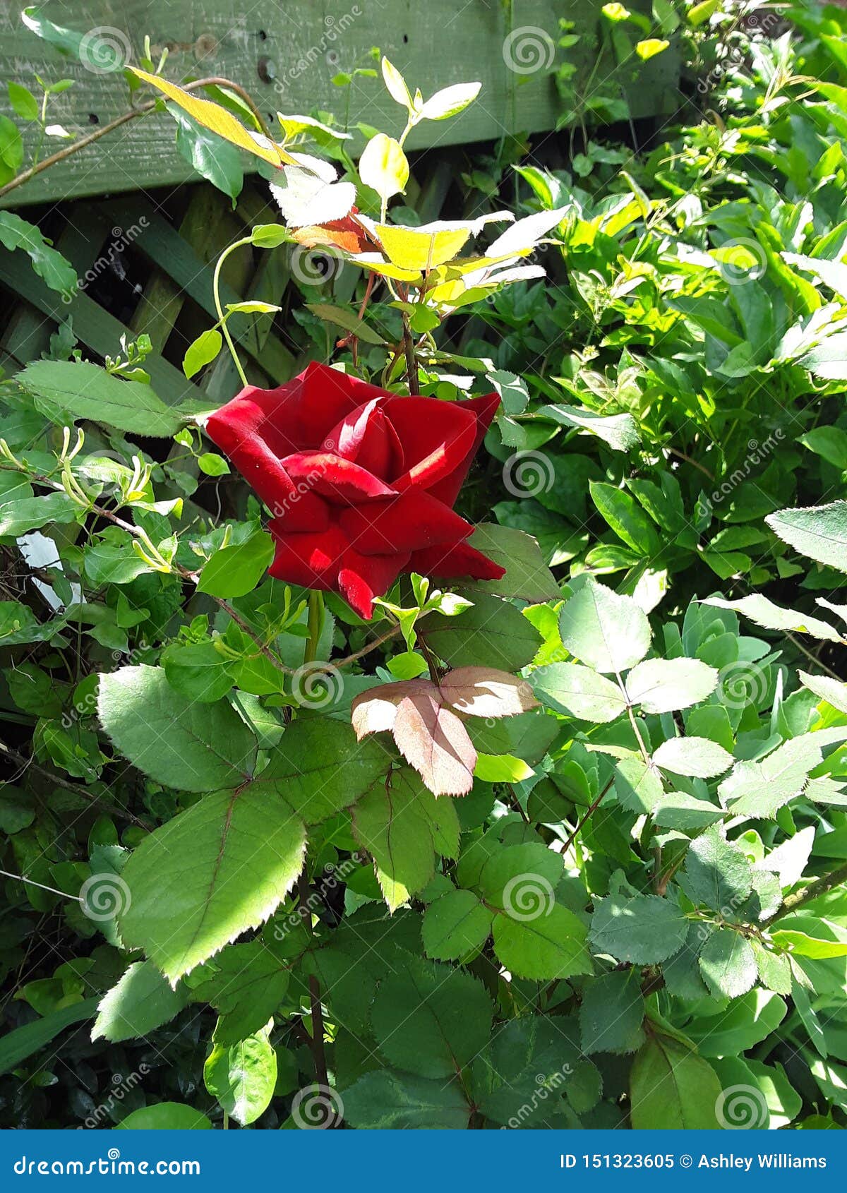 Beautiful ruby red flower stock image. Image of flowers - 151323605