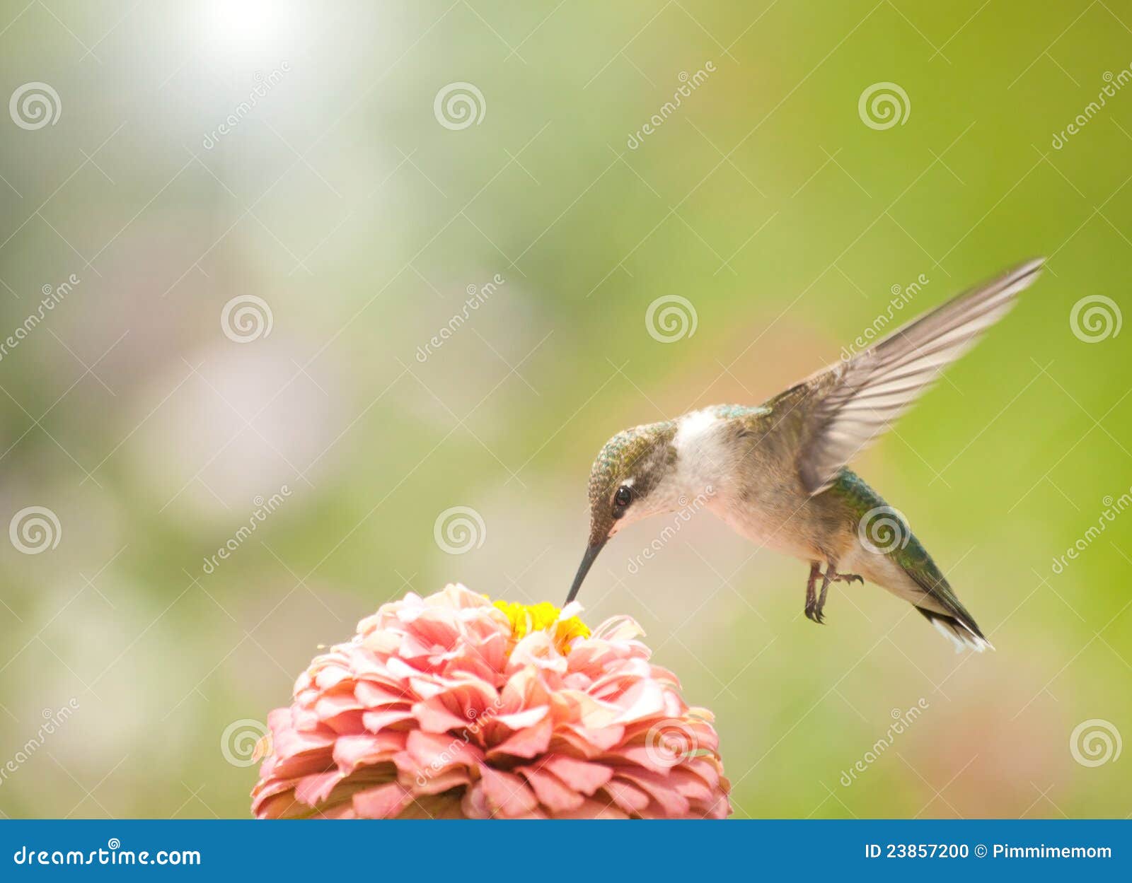 Beautiful Ruby-throated Hummingbird Stock Photo - Image of native, beak ...