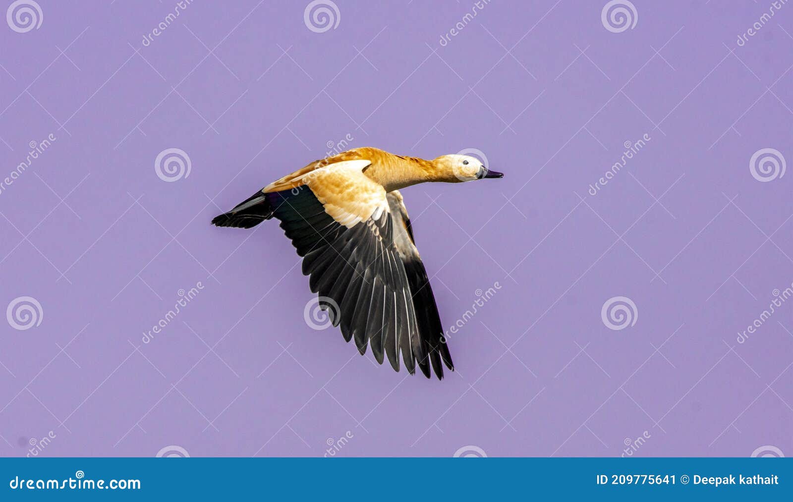 Beautiful Ruddy shelduck stock image. Image of flight - 209775641