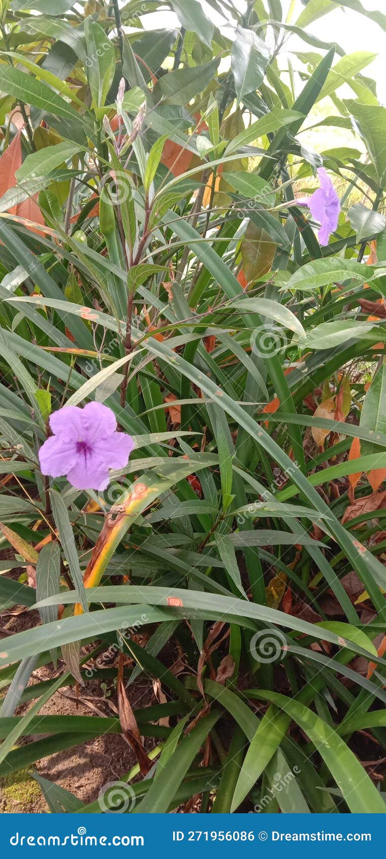 Beautiful Ruellia Simplex Flower on Tuesday Stock Photo - Image of ...