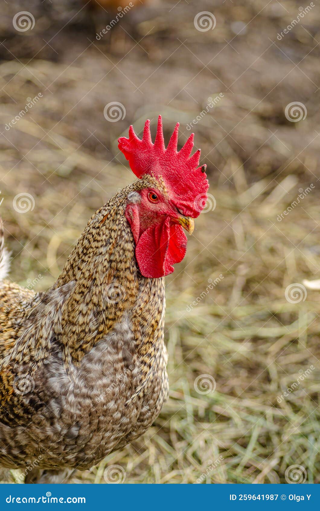Beautiful Ruffled Rooster Close Up Stock Image - Image of beak, species ...