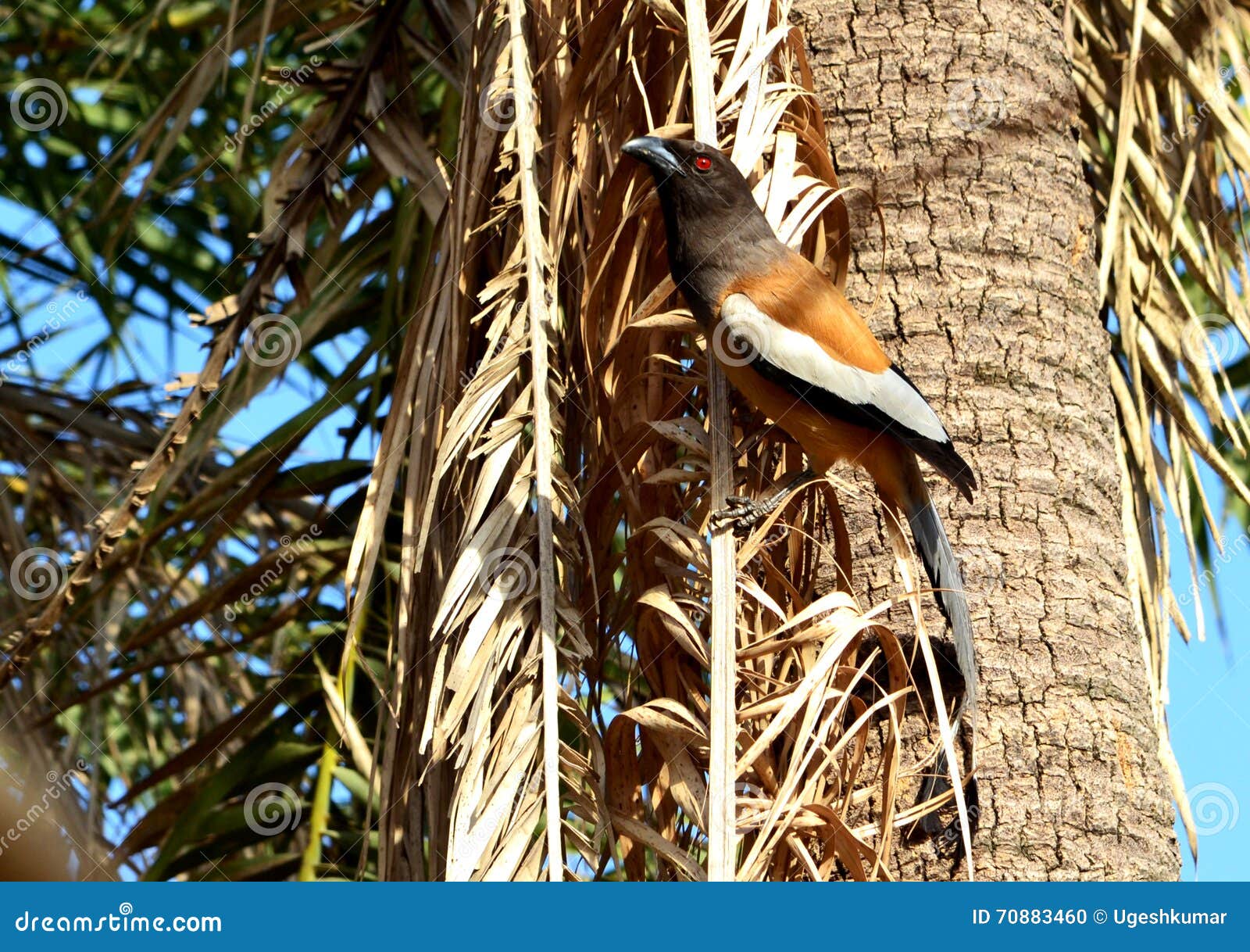 Beautiful Rufous Treepie Bird Stock Photo - Image of wing, life: 70883460