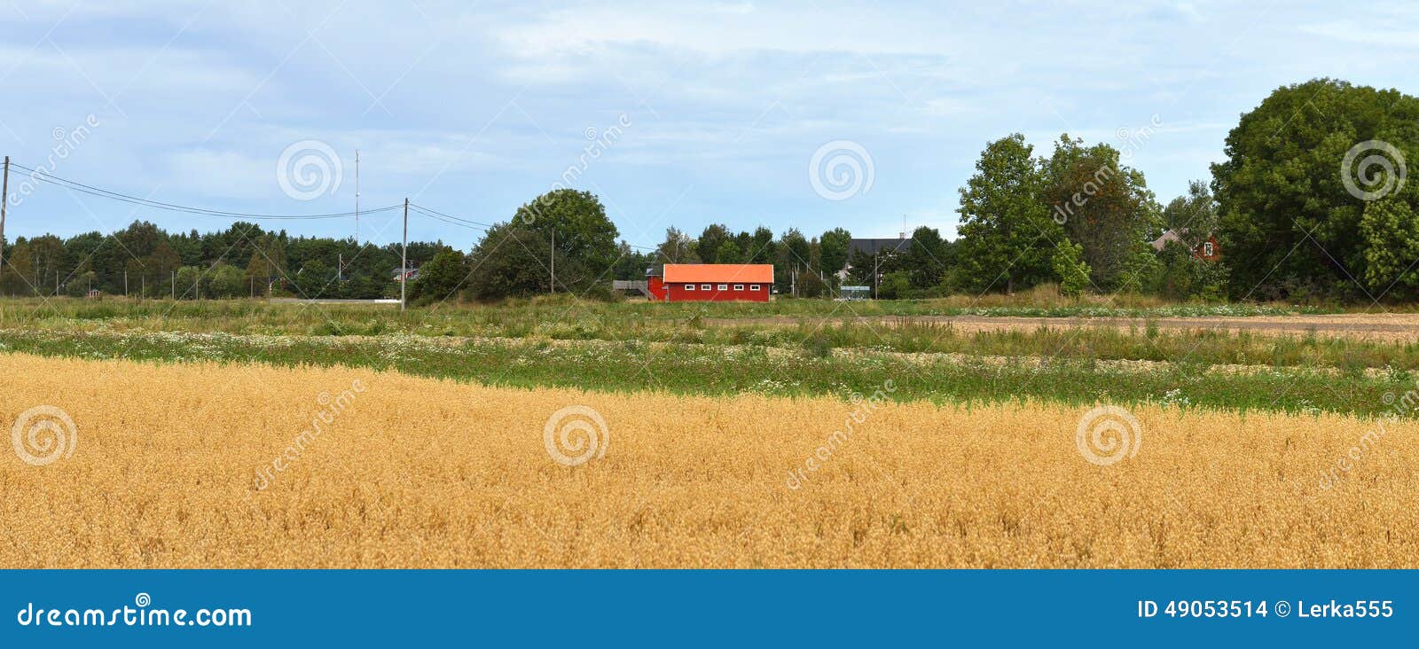 Beautiful Rural Landscape with Field Stock Photo - Image of gold ...