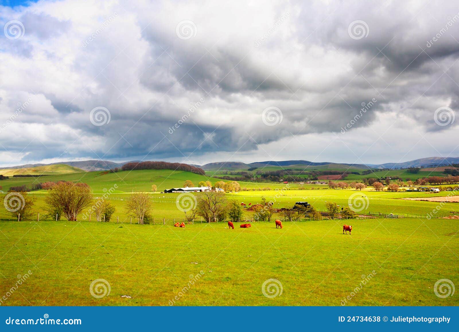 Beautiful Rural Landscape with Grazing Cows Stock Photo - Image of ...