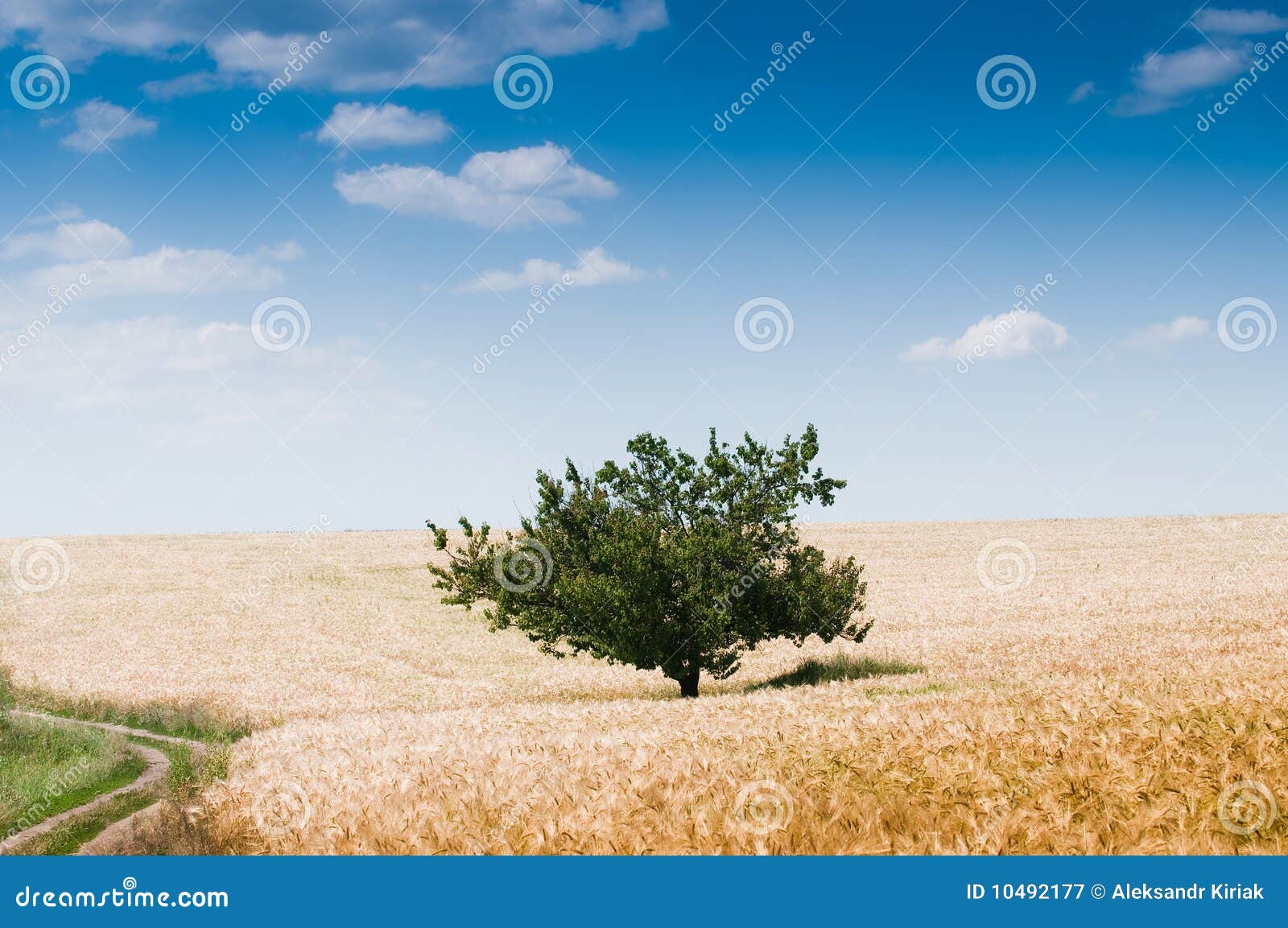 Beautiful Rural Landscape with Tree Stock Image - Image of horizontal ...