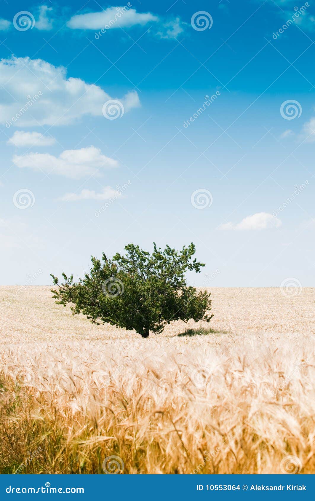 Beautiful Rural Landscape with Tree Stock Photo - Image of barley ...